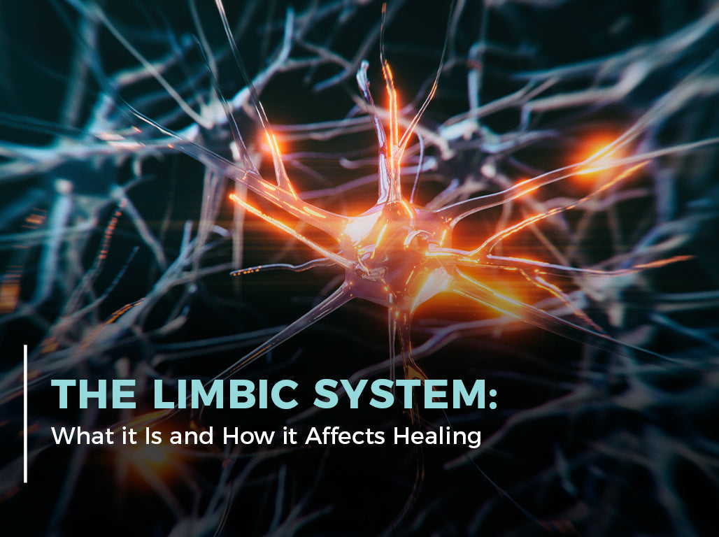 The Limbic System: What It Is and How It Affects Healing – CellCore ...